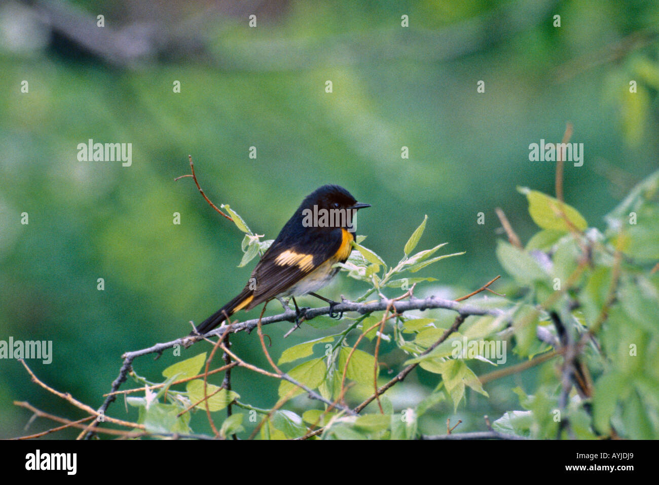 American redstart new york hi-res stock photography and images - Alamy