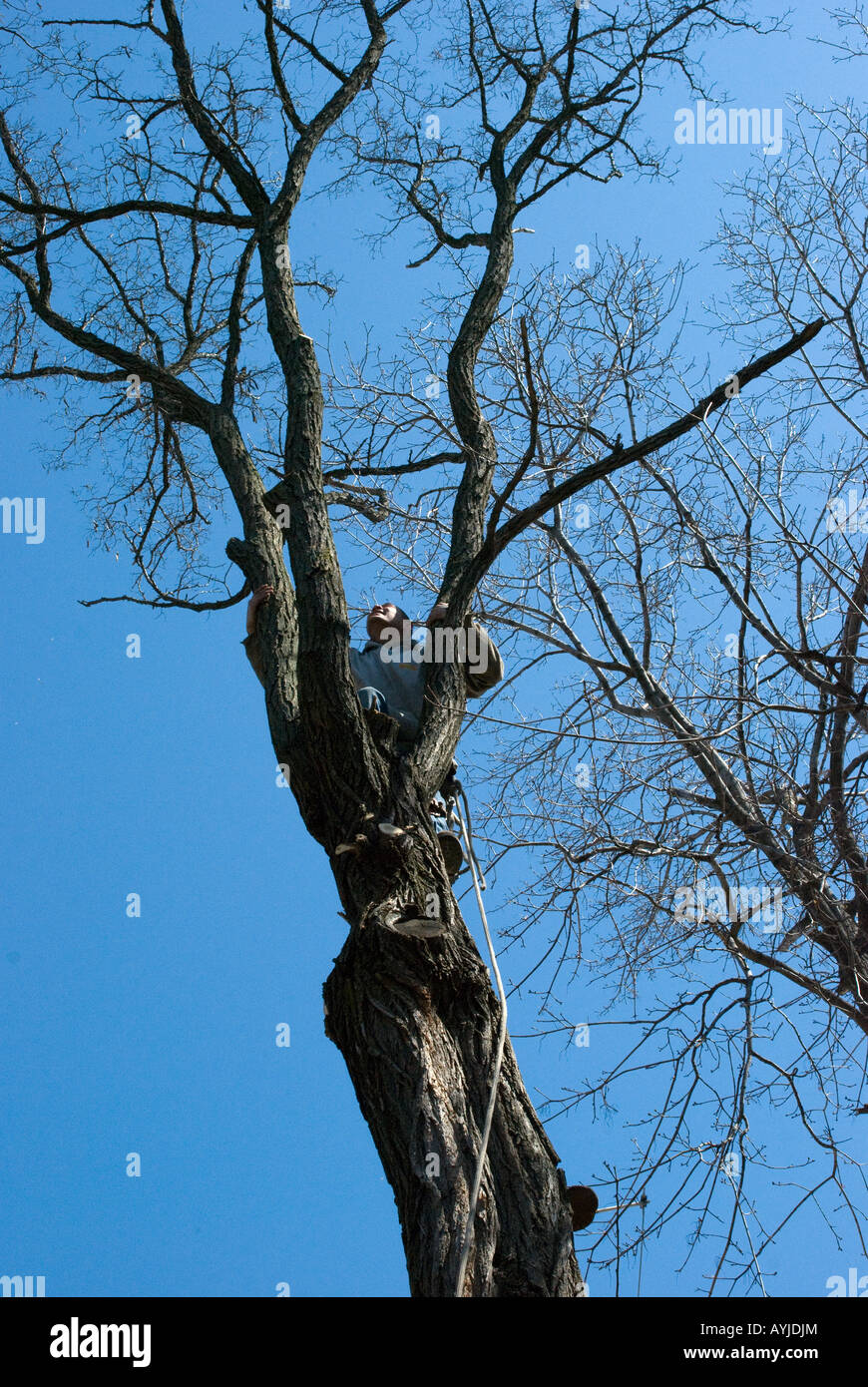 man in tree Stock Photo - Alamy