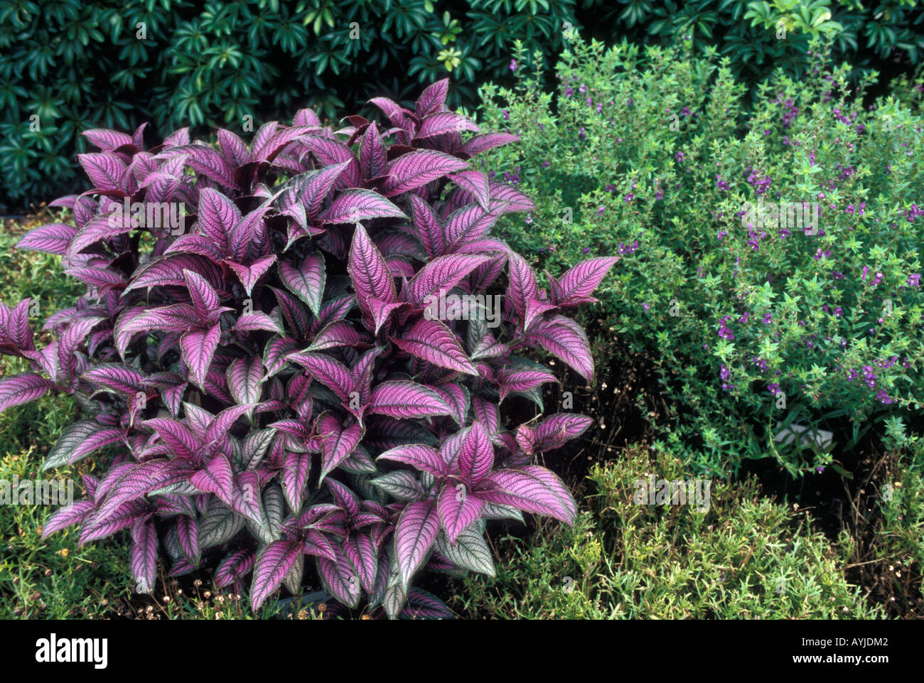 Persian Shield Plant Stock Photo - Alamy