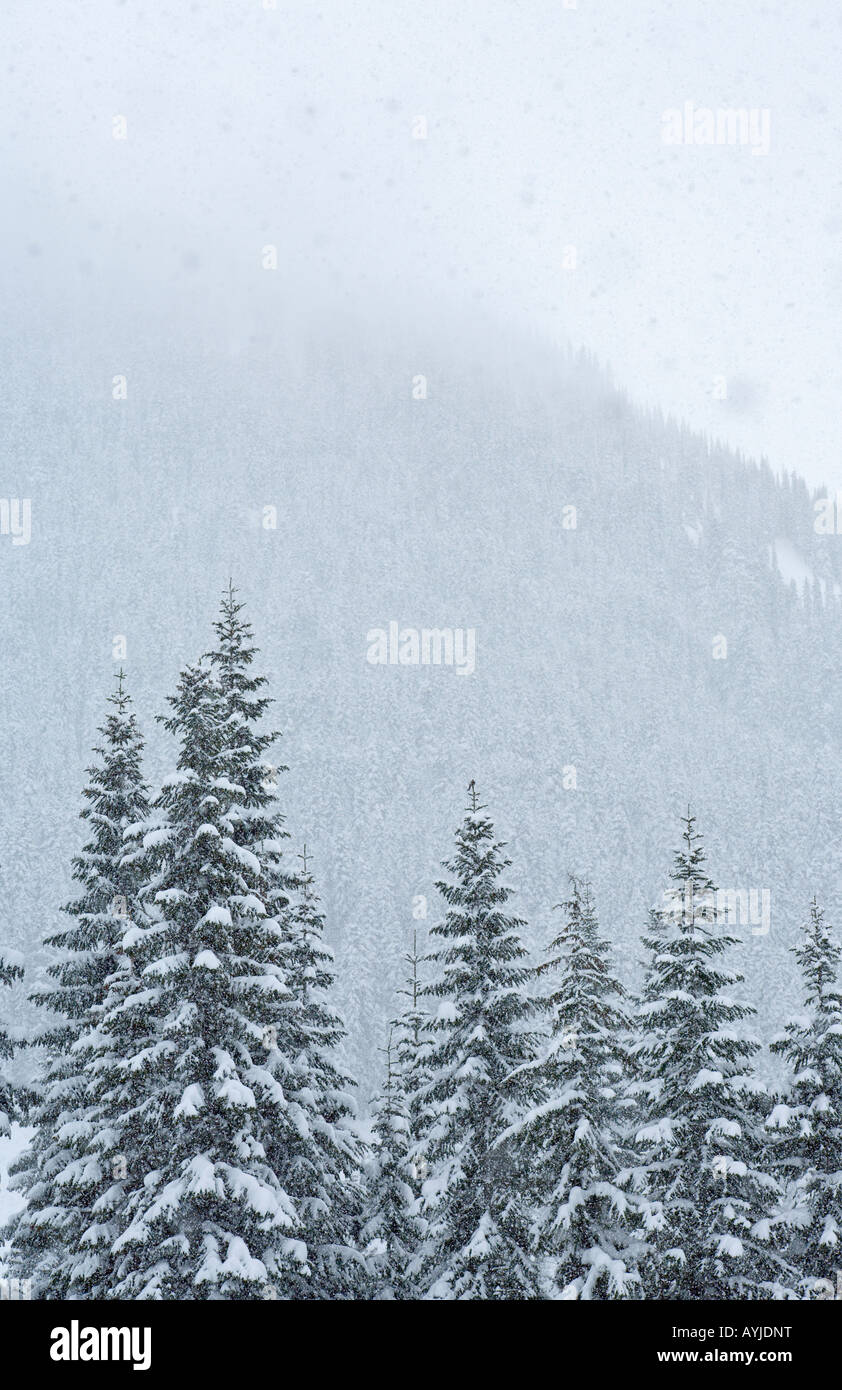 Snow covered mountain with evergreen forest hi-res stock photography ...