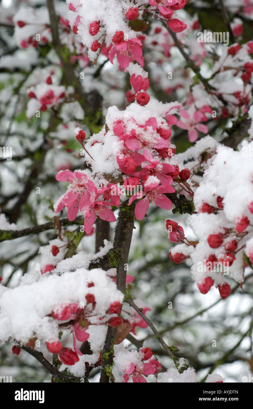 Snow on Blossom Stock Photo - Alamy