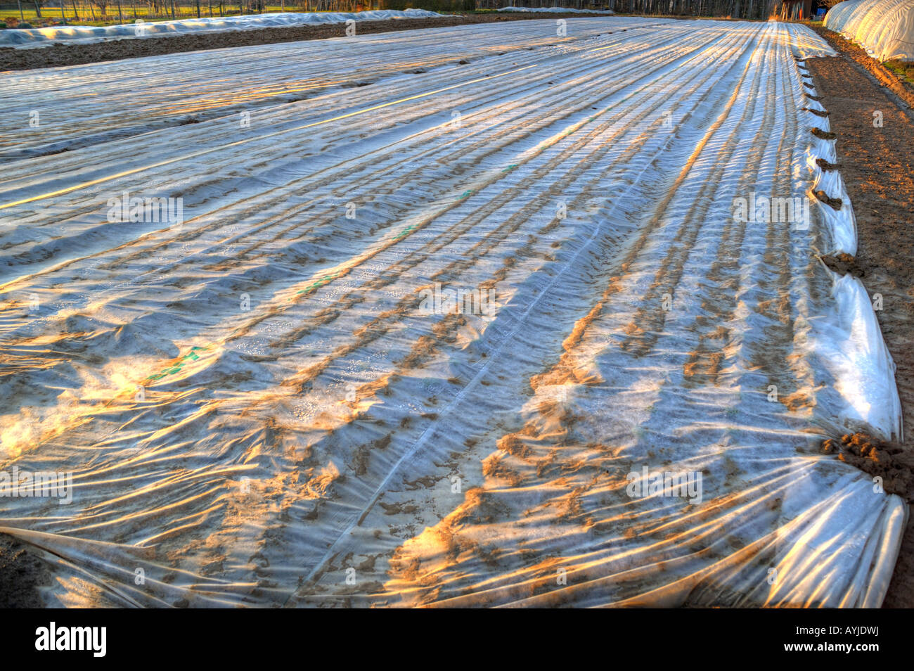 Covering crops with plastic hi-res stock photography and images - Alamy