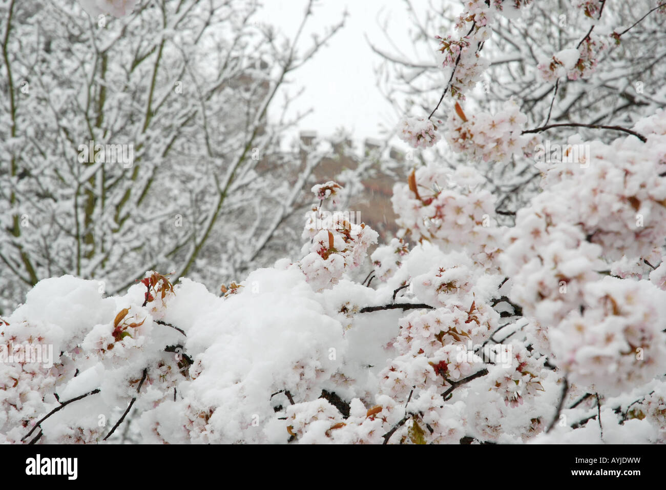 Snowy blooms hi-res stock photography and images - Alamy