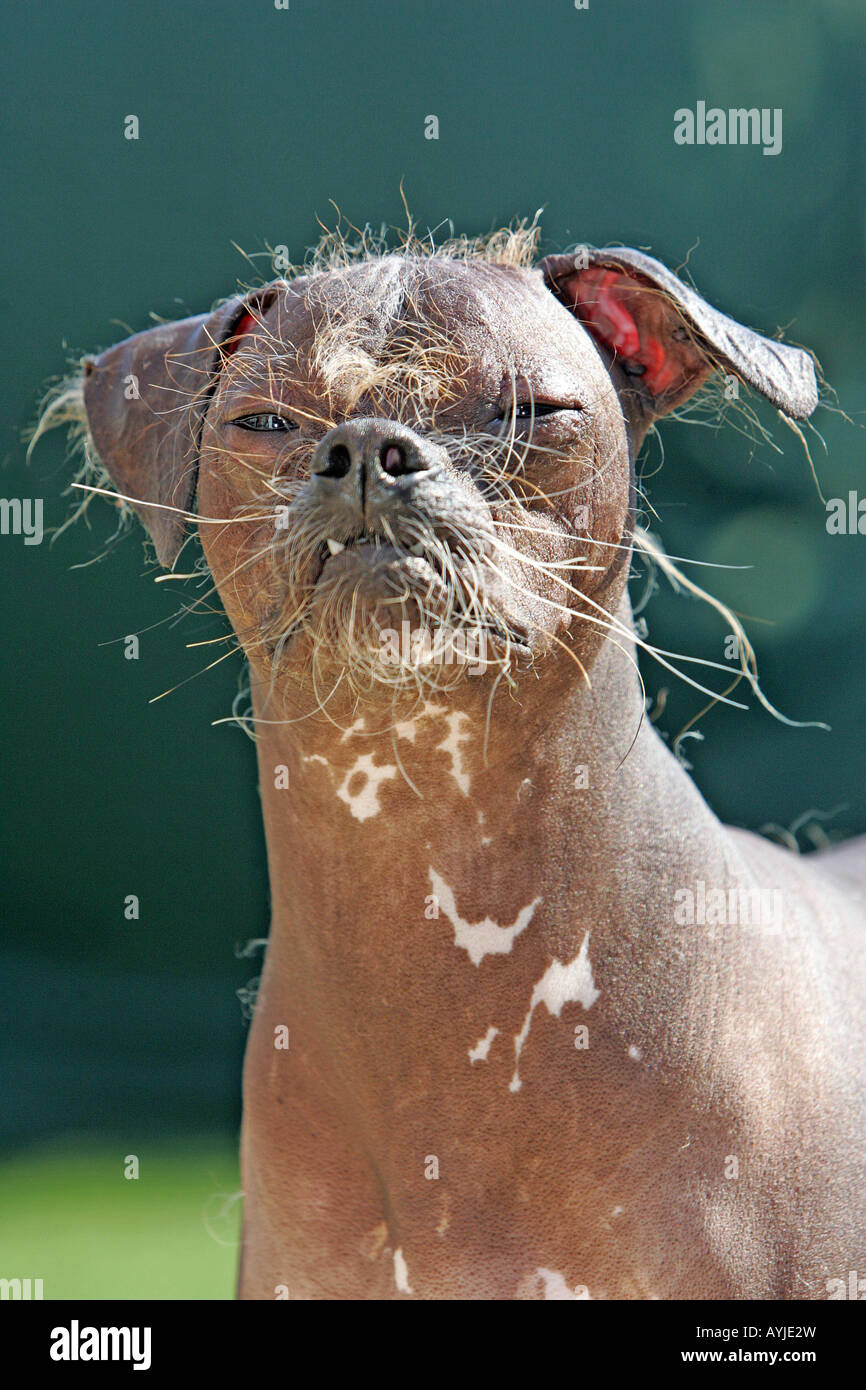 Ugly dog Stock Photo - Alamy