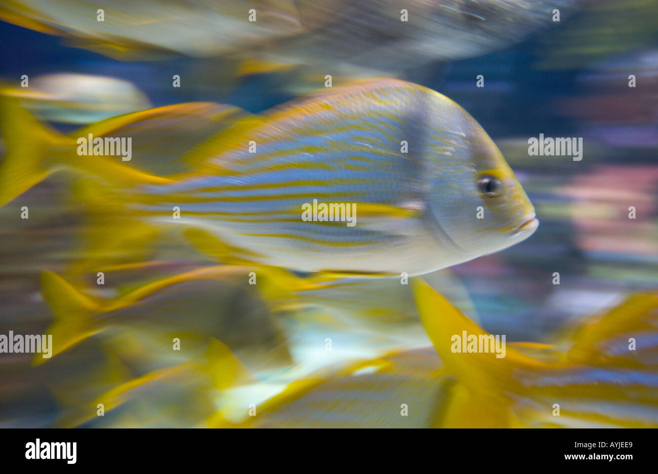porkfish Anisotremus Virginicus Stock Photo - Alamy