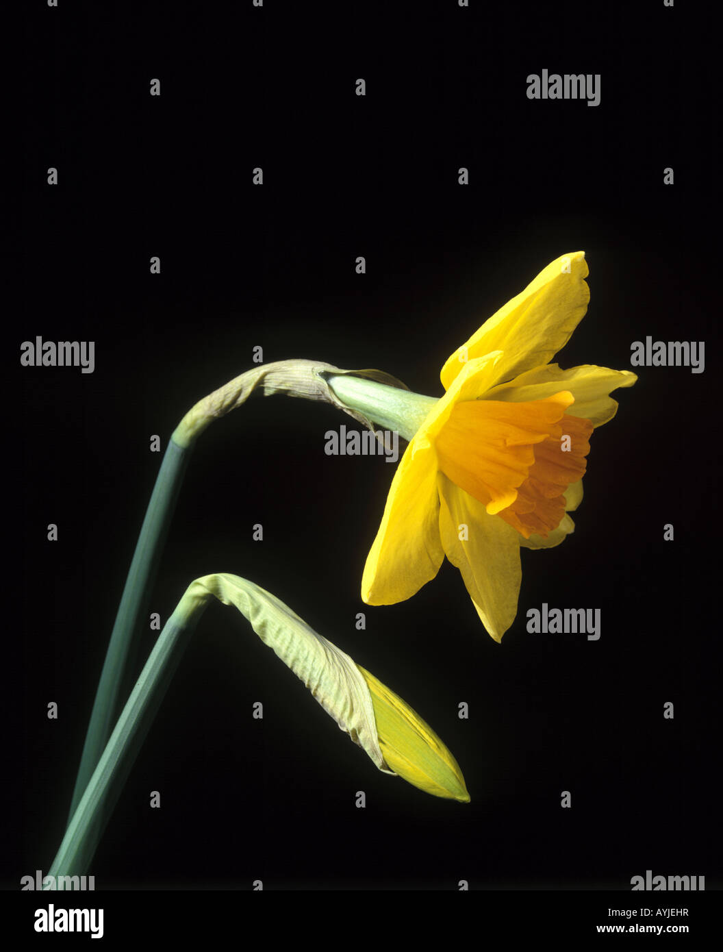 time lapse photo of daffodil on black background Stock Photo - Alamy