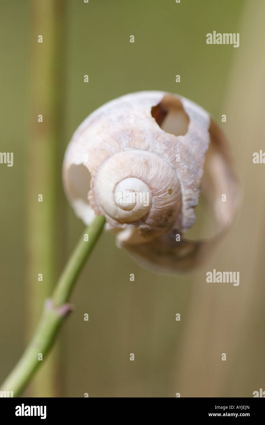 Snail shell mollusc spent holes hi-res stock photography and images - Alamy