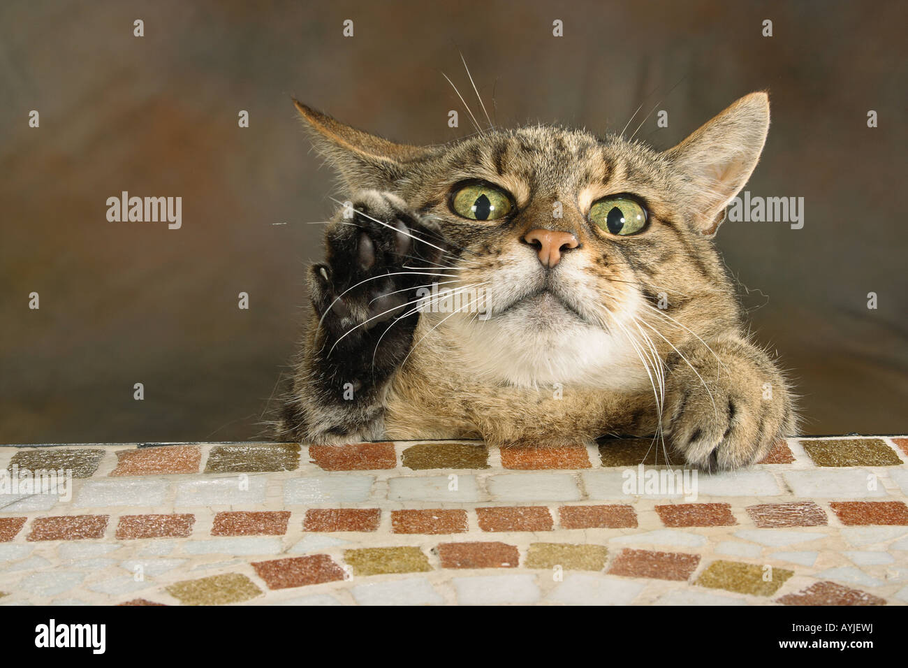 Forepaw hi-res stock photography and images - Alamy