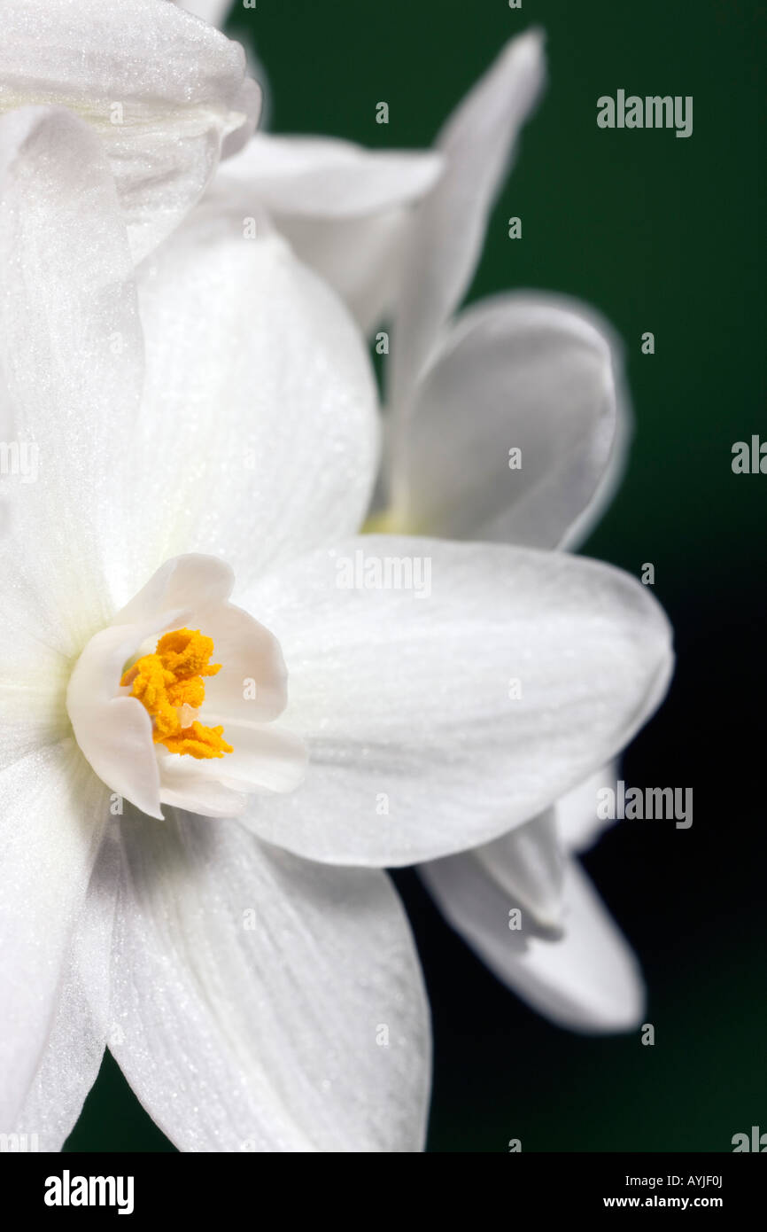 white flowers on green background in studio Stock Photo - Alamy