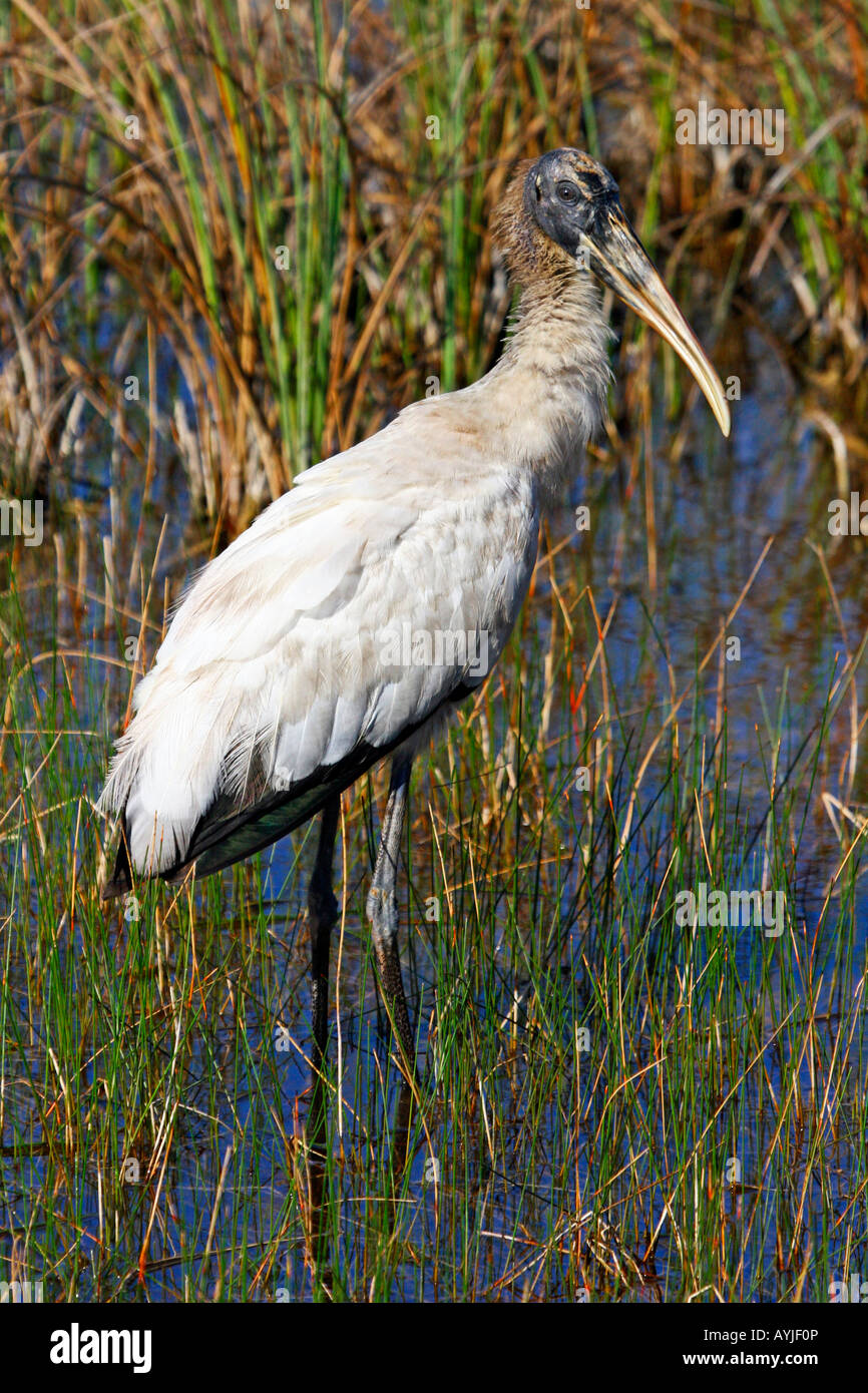 Wood Stork looking right Everglades Florida Stock Photo - Alamy