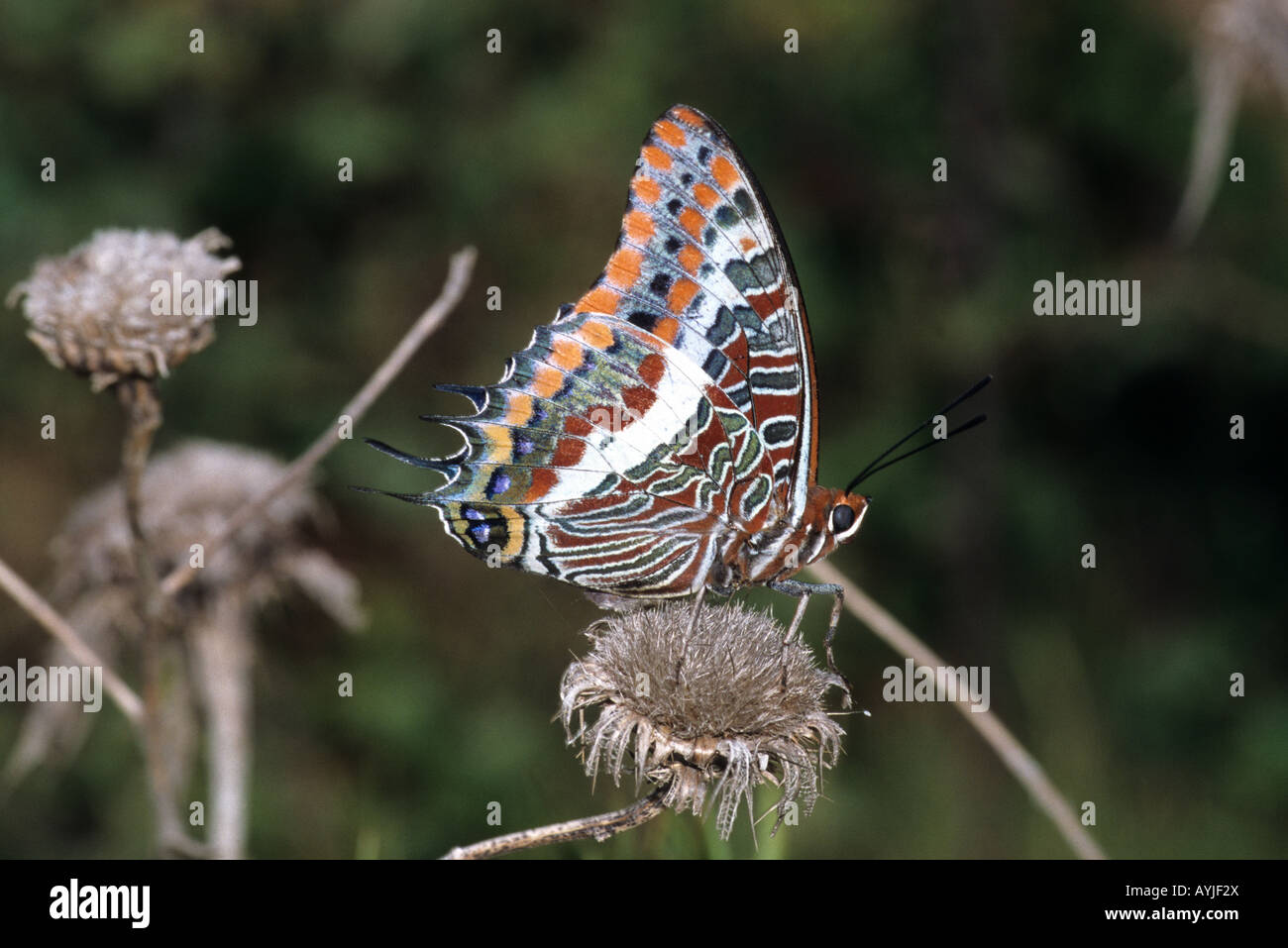 Two tailed pasha butterfly hi-res stock photography and images - Alamy