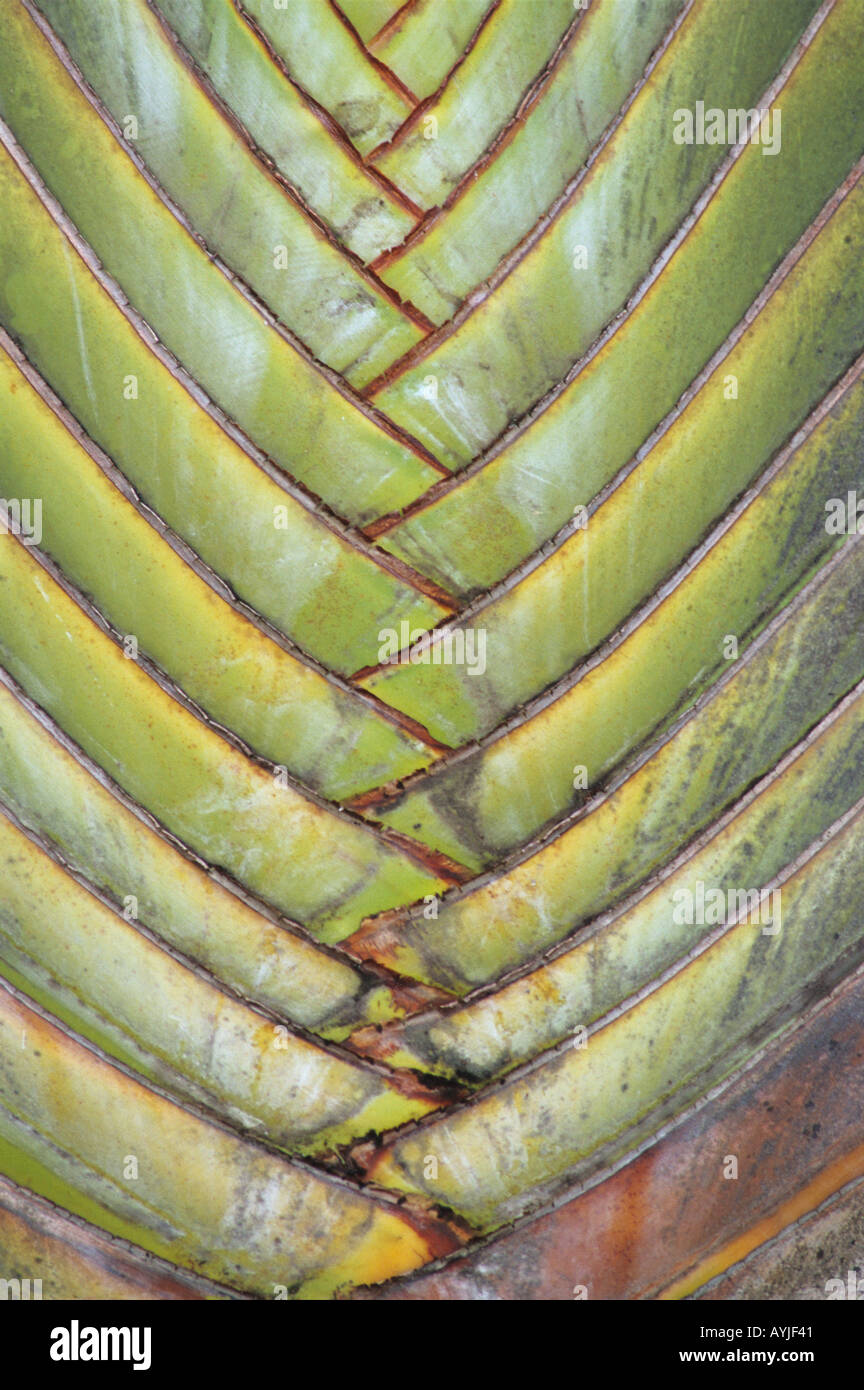 Repeating pattern of leaf base bracts Traveller s Palm Grand Cayman ...