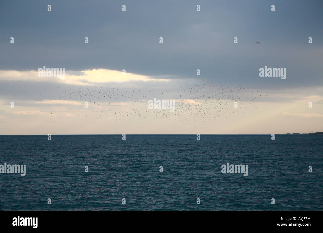 dark clouds over sea flocks of seabirds Stock Photo - Alamy
