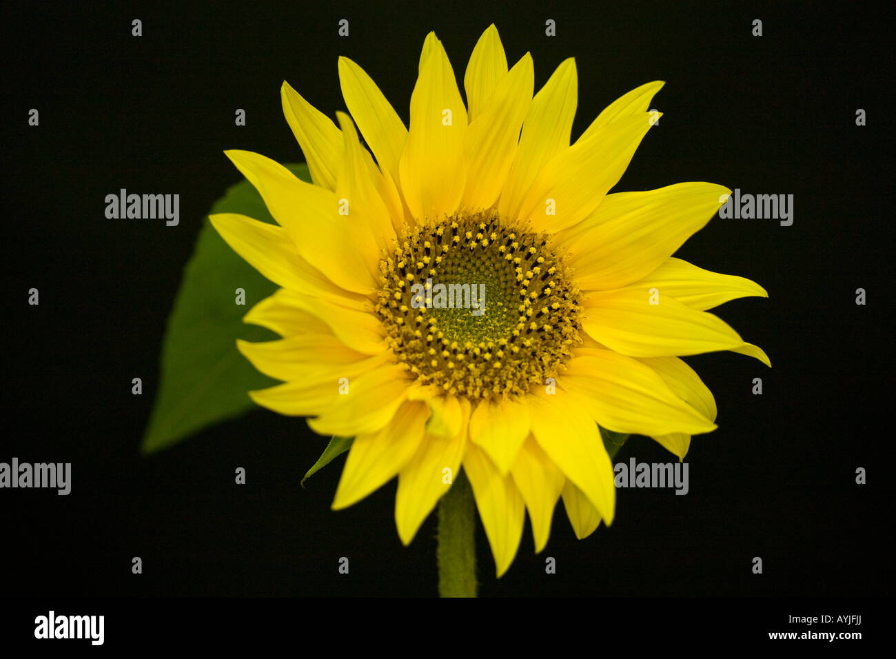 Sunflower -genus Helianthus Stock Photo - Alamy