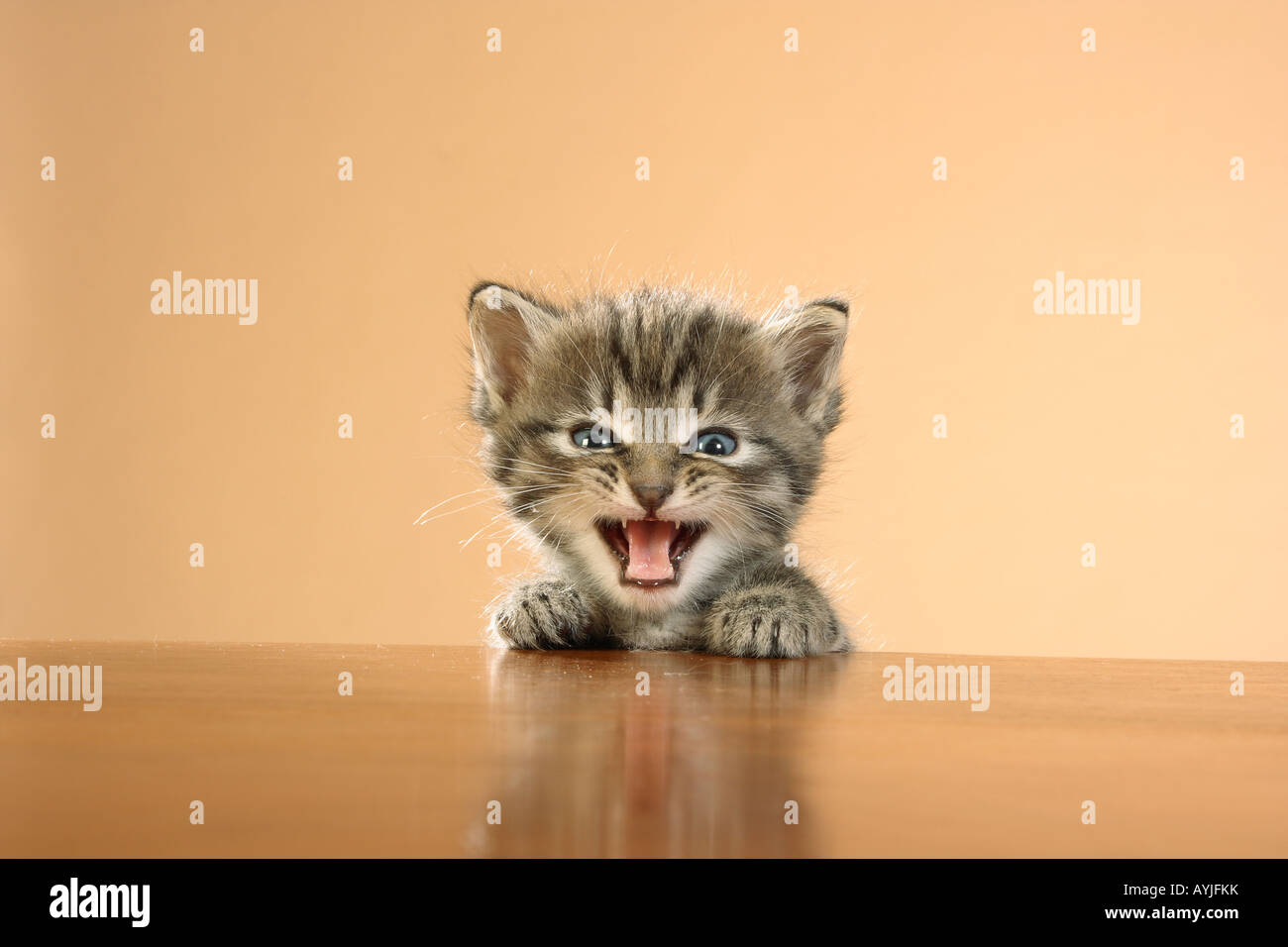 kitten - head and paws on edge of table Stock Photo - Alamy