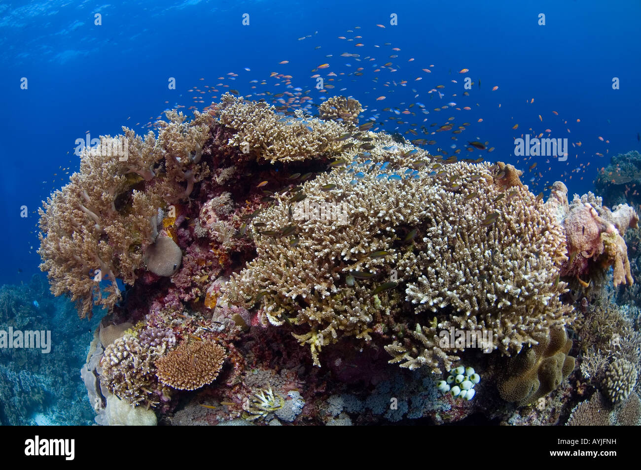 Healthy hard coral reef scene with several species of hard coral ...