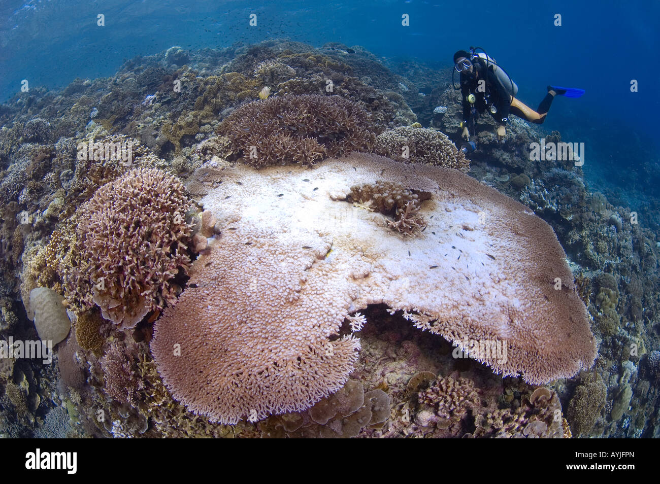 Bleached table coral with several species of hard coral including ...