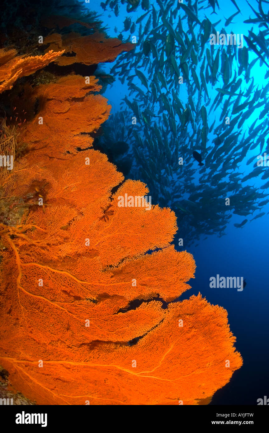Silver horse eye jack fish hi-res stock photography and images - Alamy