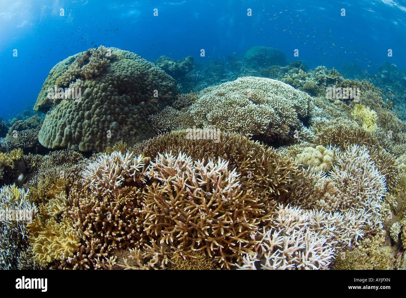 Healthy hard coral reef scene with several species of hard coral ...