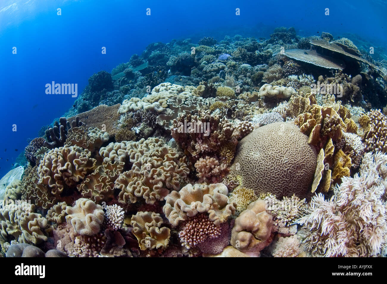 Healthy hard coral reef scene with several species of hard coral ...