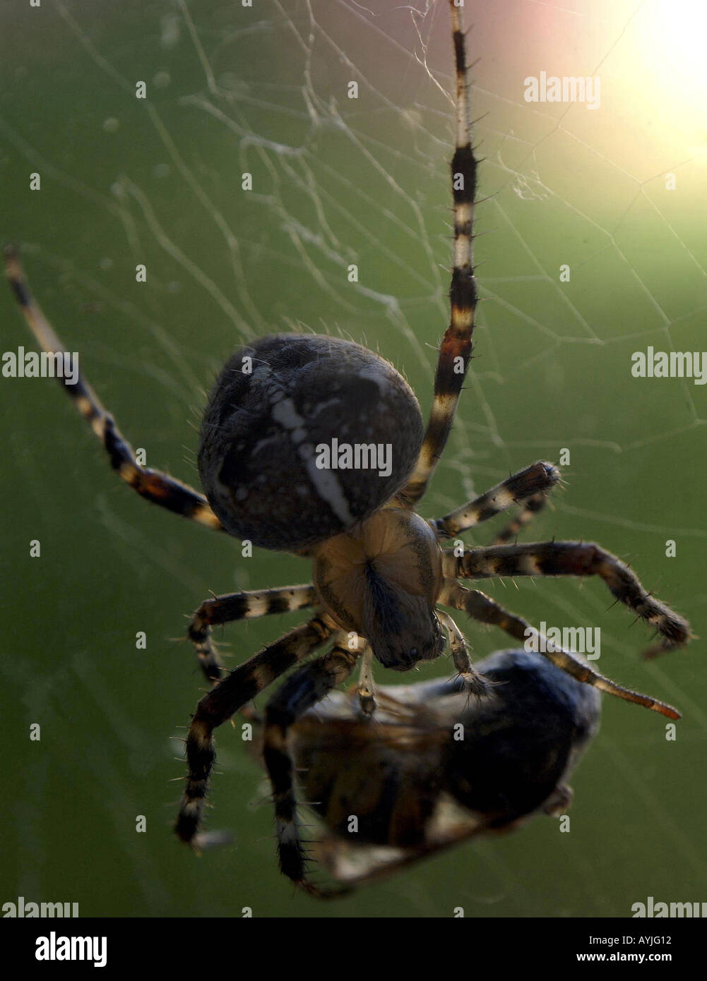 Spinne mit Beute Stock Photo - Alamy