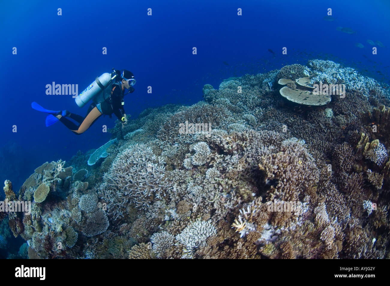 Healthy hard coral reef scene with several species of hard coral ...