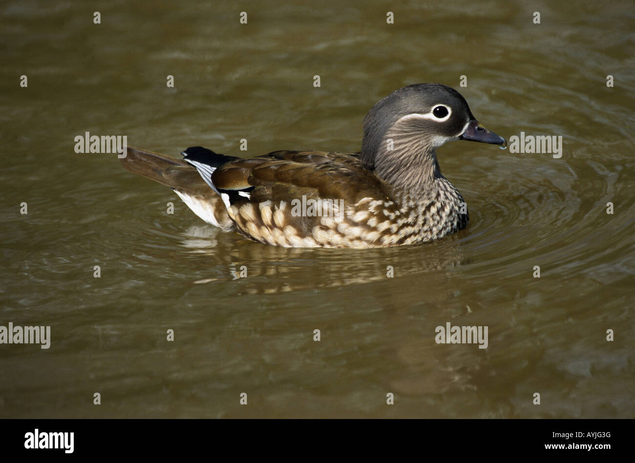 mandarin duck Aix galericulata female Stock Photo - Alamy