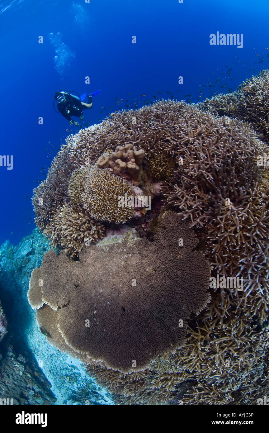Healthy hard coral reef scene with several species of hard coral ...