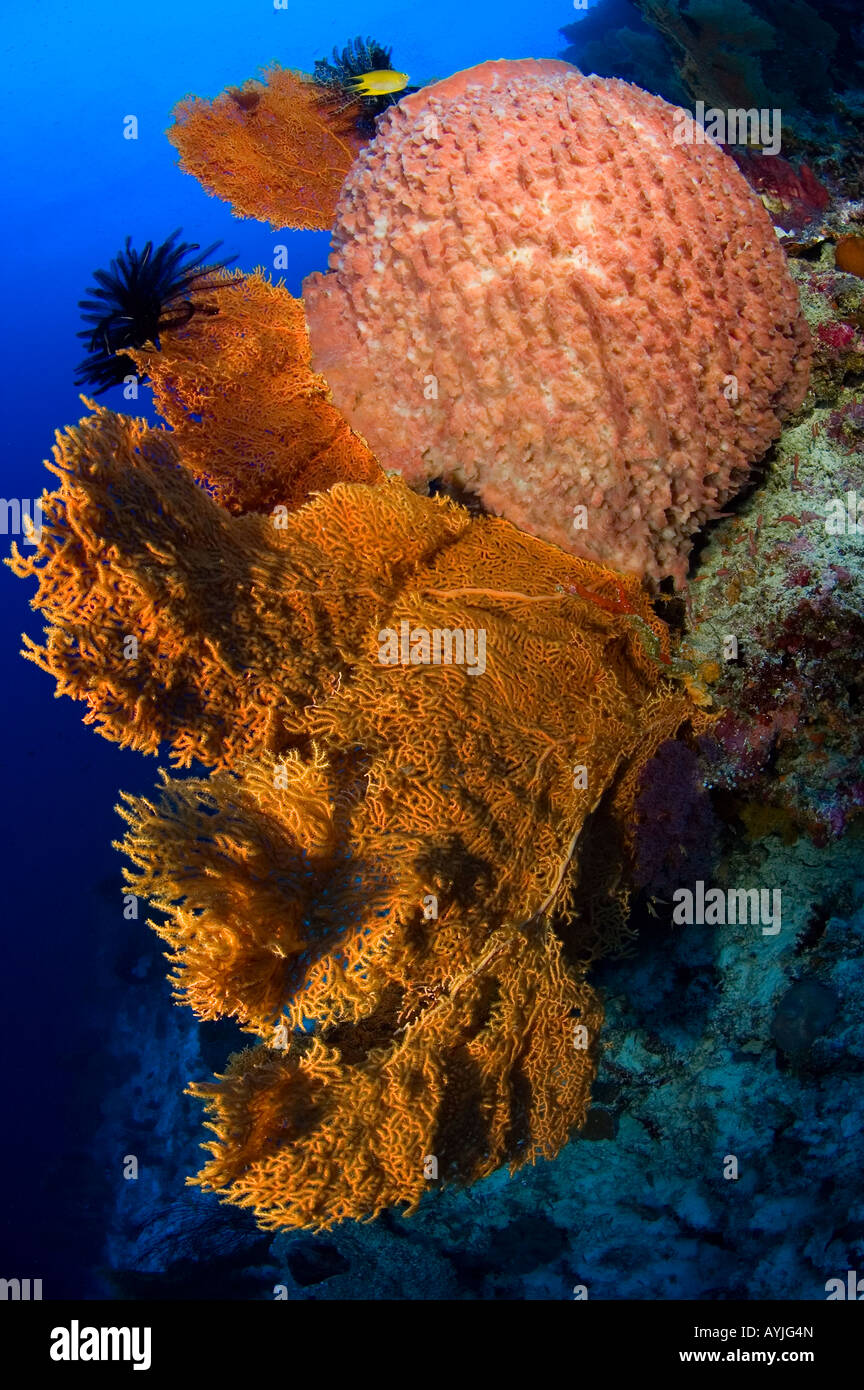 Gorgonian seafan Subergorgia sp and barrel sponge xestospongia ...