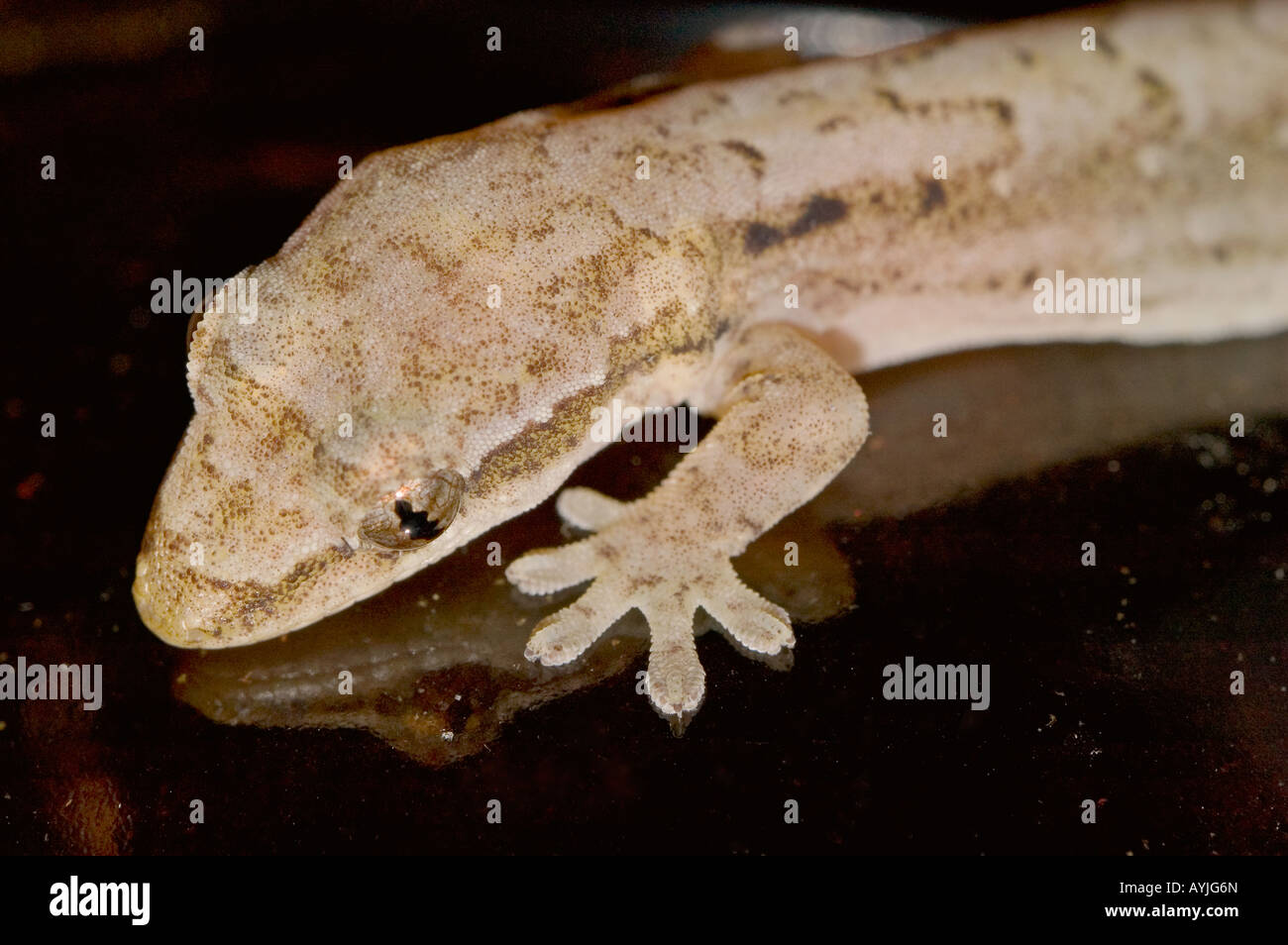 Common gecko Yap Micronesai Pacific Ocean Stock Photo - Alamy