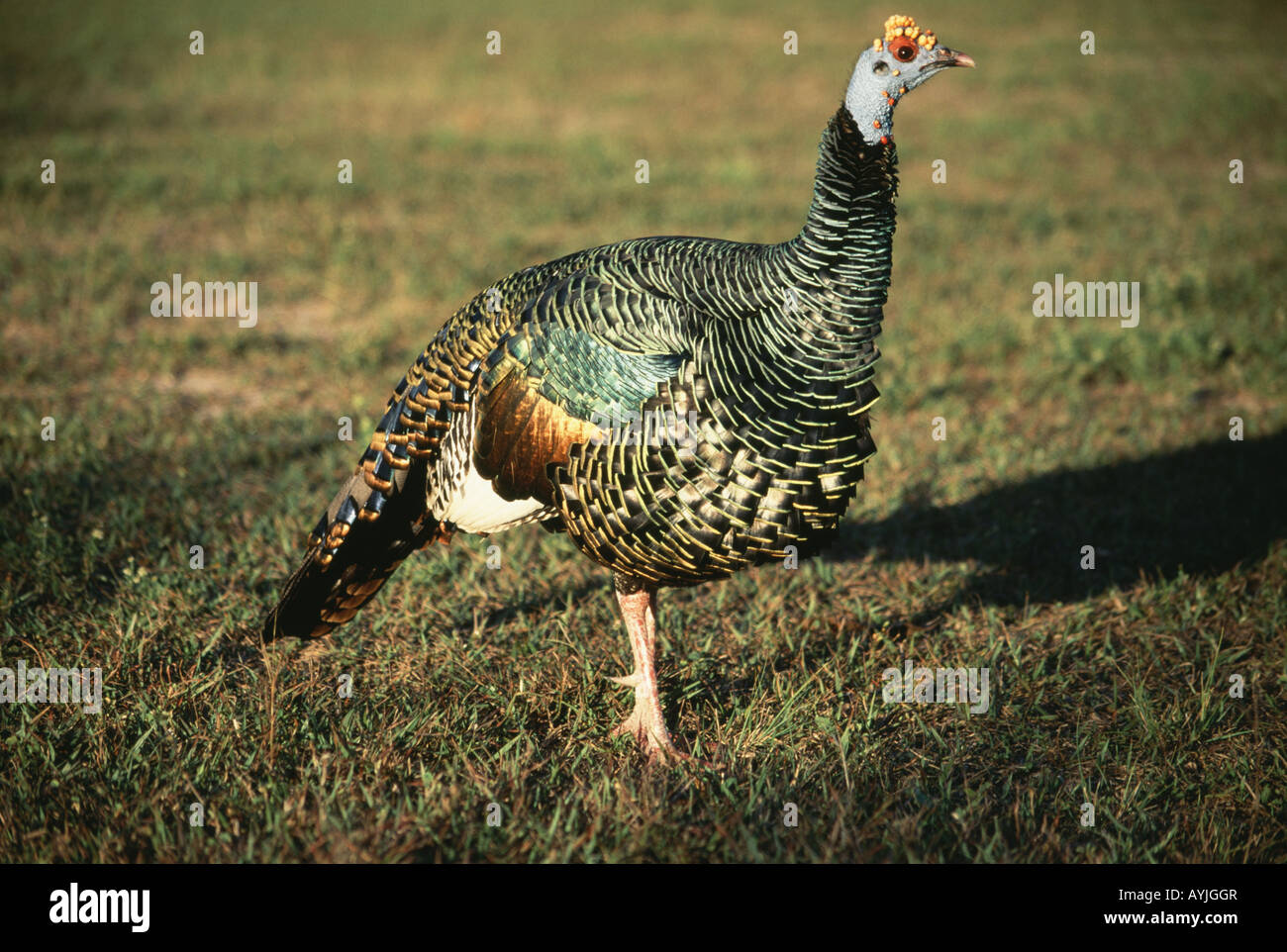 Wild turkey Side view Tail feathers down Grass bird Stock Photo - Alamy