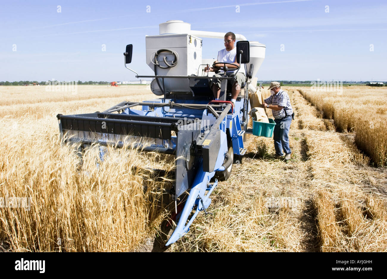 Self-cleaning combine harvests small grain cultivar samples Stock Photo ...