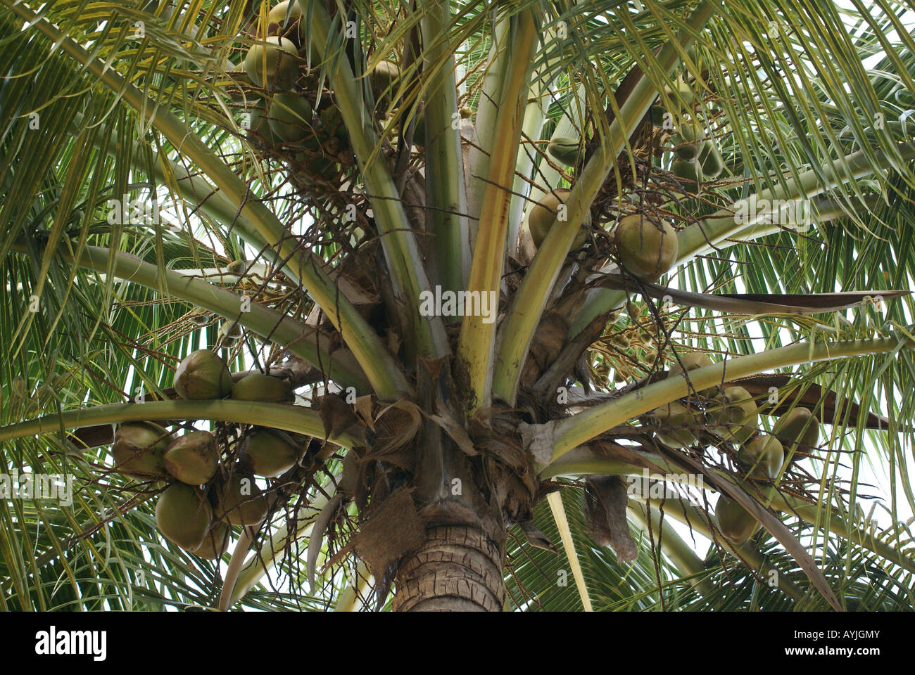 Coconut tree with coconuts Stock Photo - Alamy
