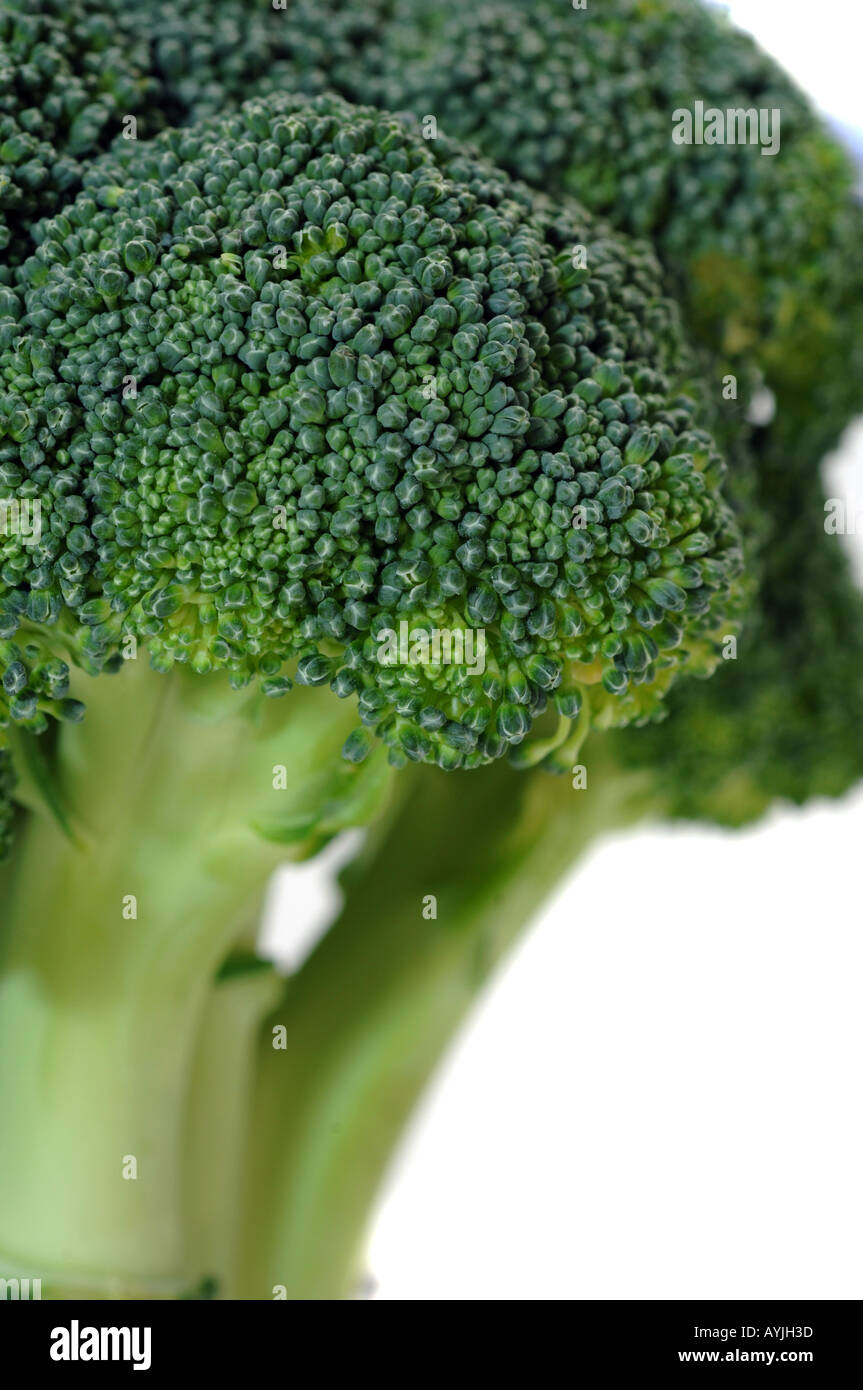Vegetable upright vertical broccolli brocolli brocoli broccoli hi-res ...