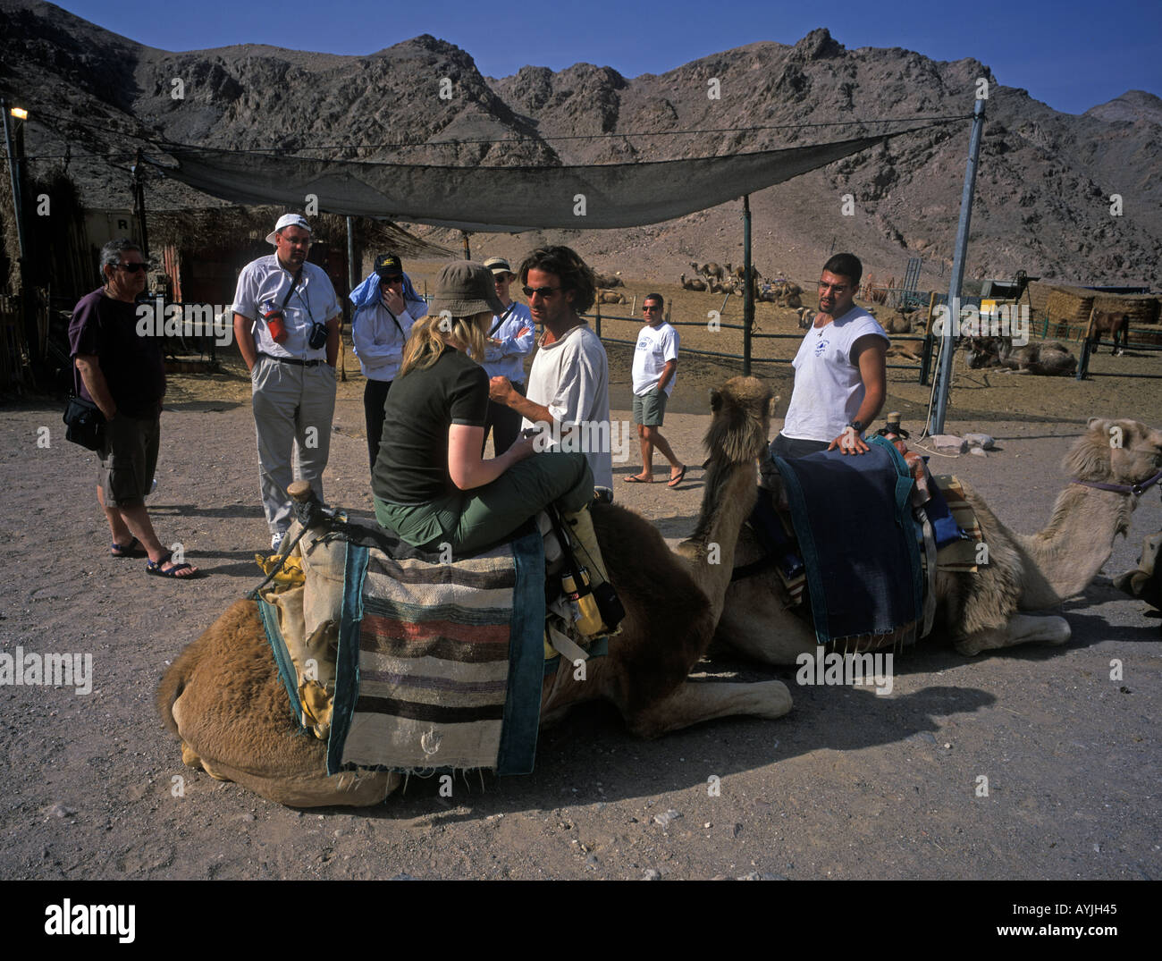 Tourists prepare for Camel trekking through the Eilat Mountains in ...