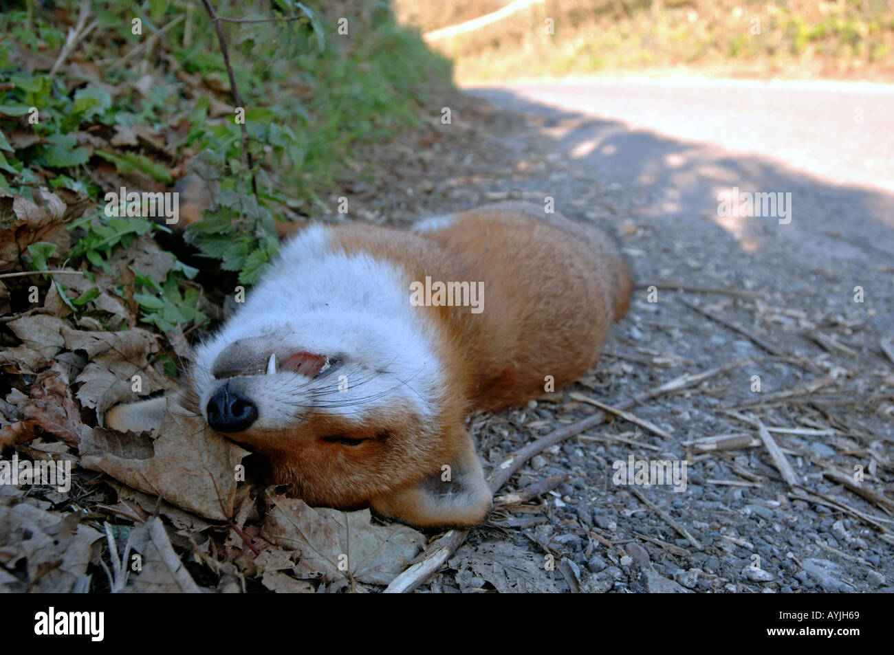 Dead fox on roadside road full colour color nature animals hi-res stock ...