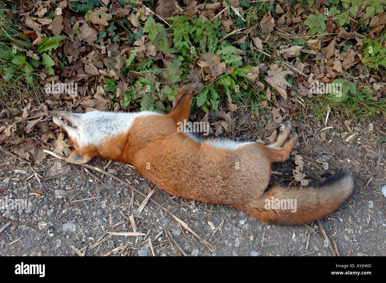 Dead fox on a country road Stock Photo - Alamy
