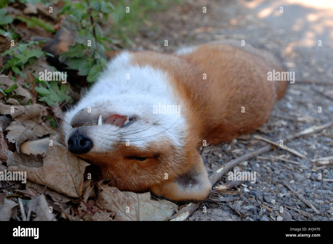 Dead fox on roadside road full colour color nature animals hi-res stock ...