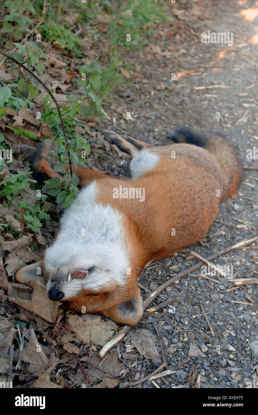 Fox hit by car hi-res stock photography and images - Alamy