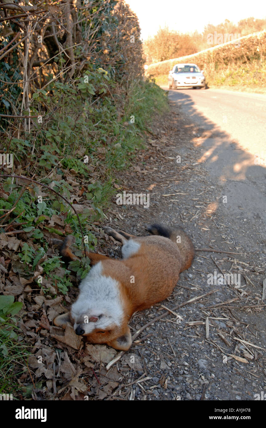 Dead fox on roadside road full colour color nature animals hi-res stock ...