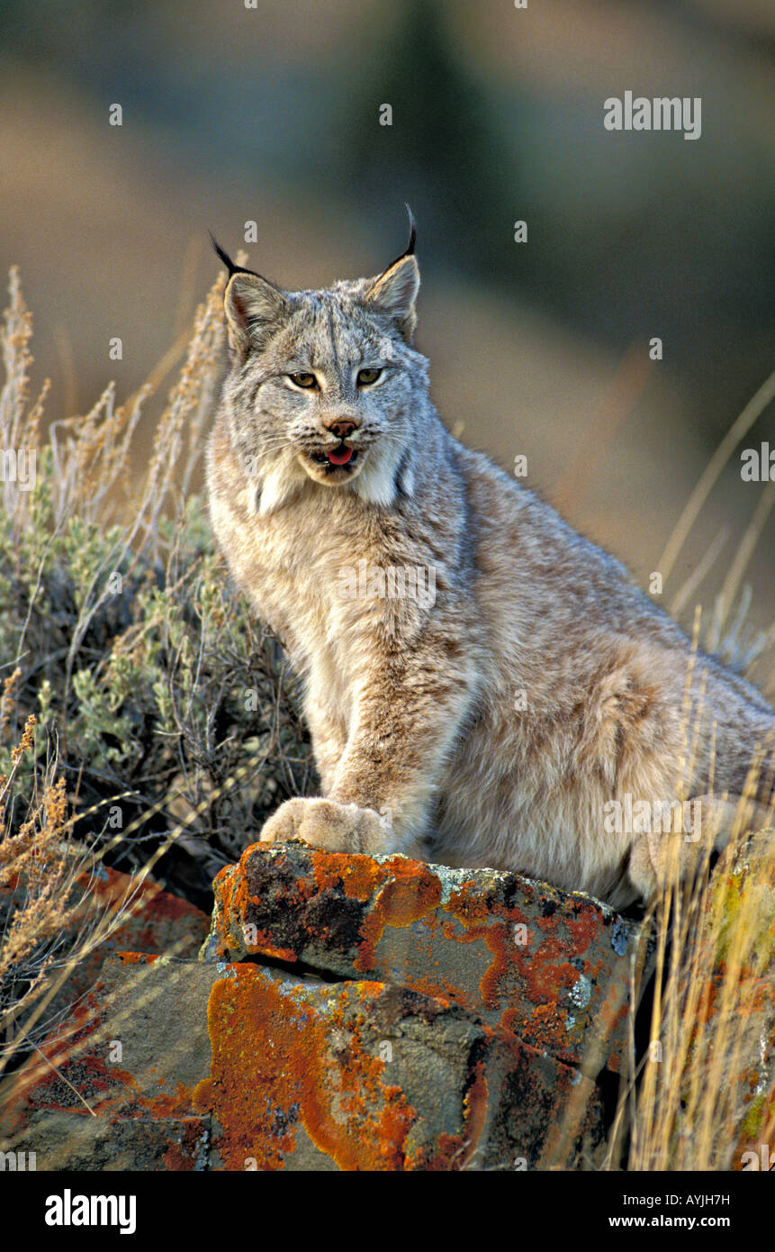 Canadian lynx Lynx canadensis in western Montana model Stock Photo - Alamy