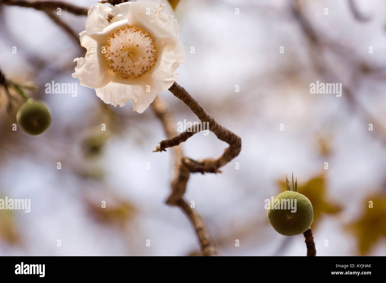 Flower and fruit of baobab tree in Africa, Mozambique Stock Photo - Alamy