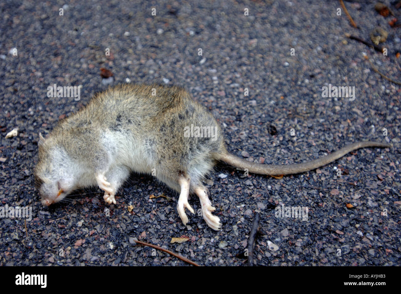 Small dead animal hi-res stock photography and images - Alamy