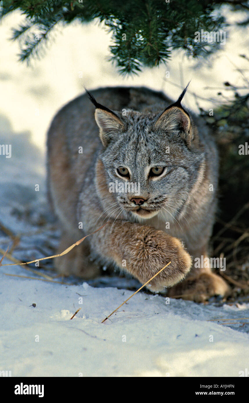 Canadian lynx Lynx canadensis in western Montana model Stock Photo - Alamy