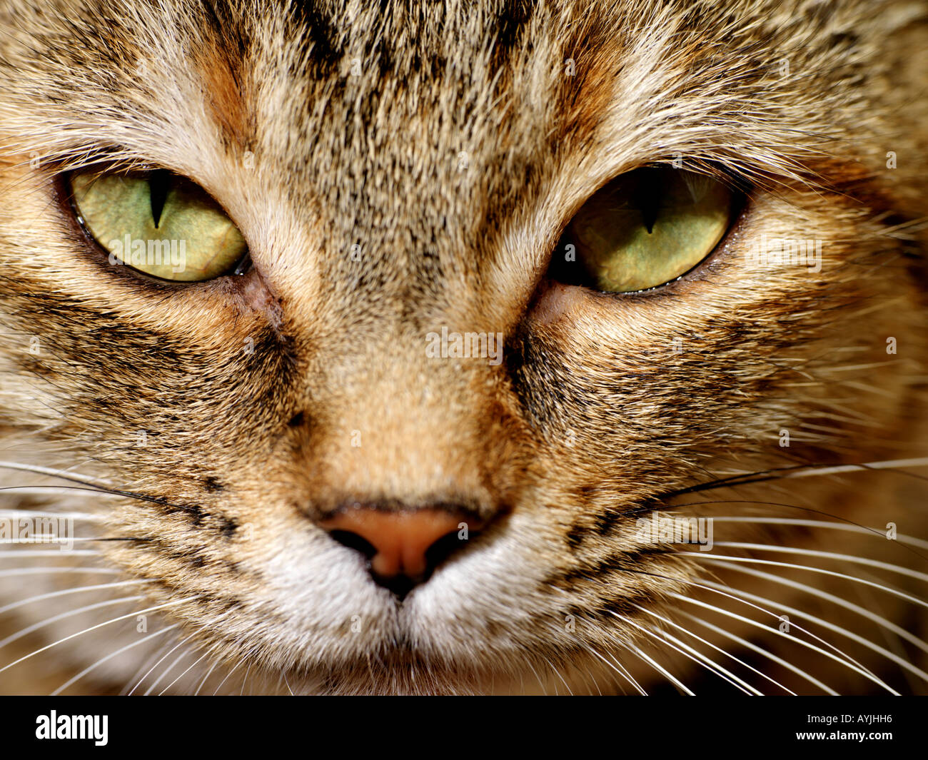 Tabby cats hi-res stock photography and images - Alamy