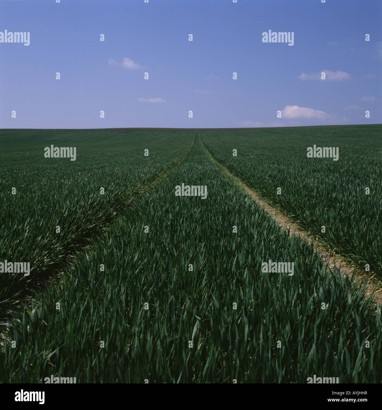 Field Green crops Tramlines tractor track Blue sky horizon crop ...