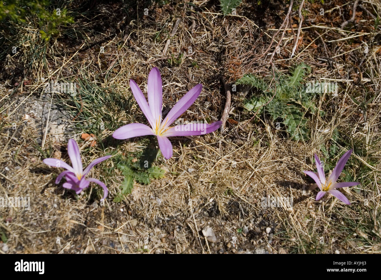 Spring Gentian flowers Gentiana verna Parque Natural da Serra da ...