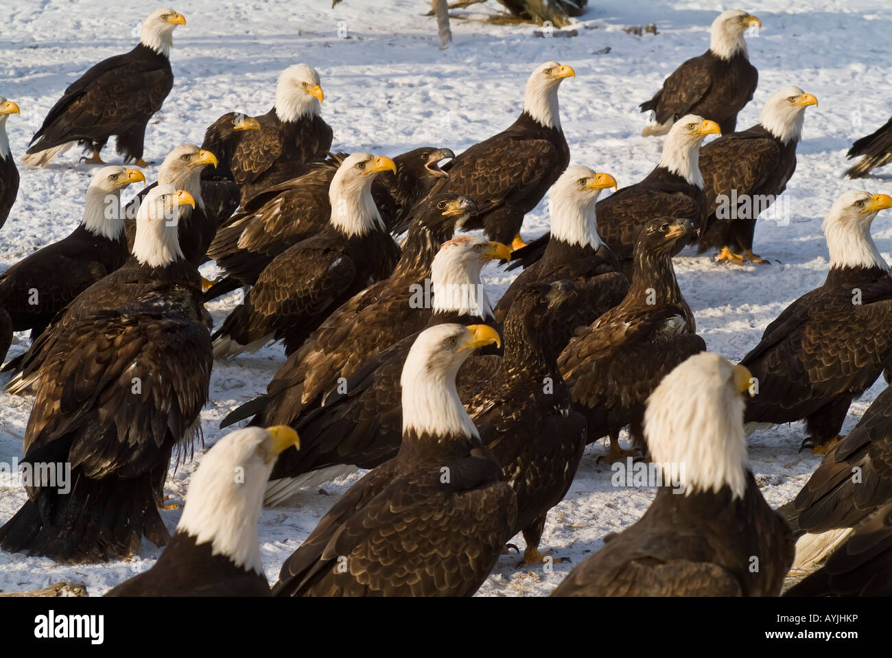 Bald eagle, Haliaeetus leucocephalus, Homer Spit, Homer, Alaska, USA ...