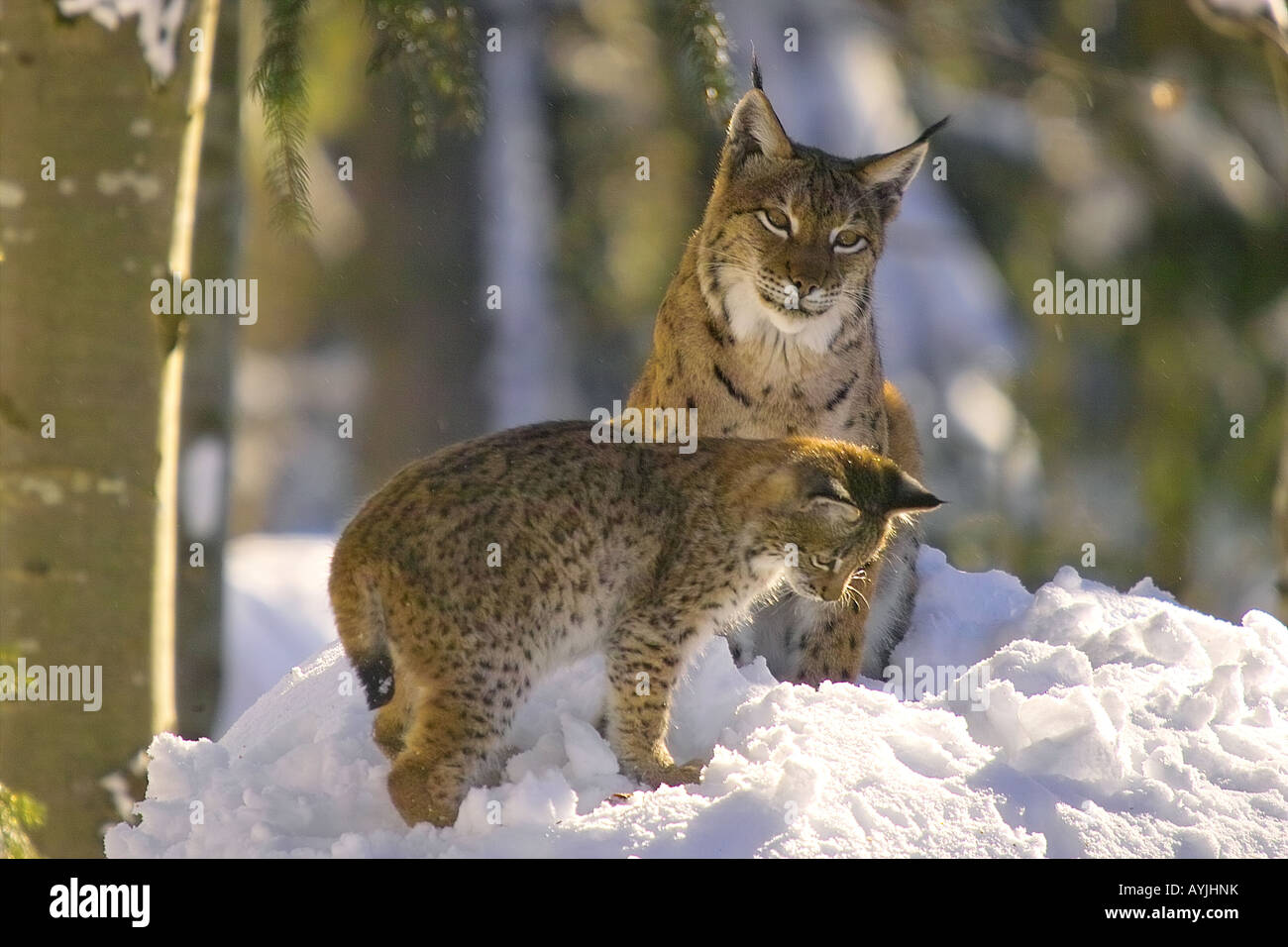 Lynx cub in snow lynx hi-res stock photography and images - Alamy