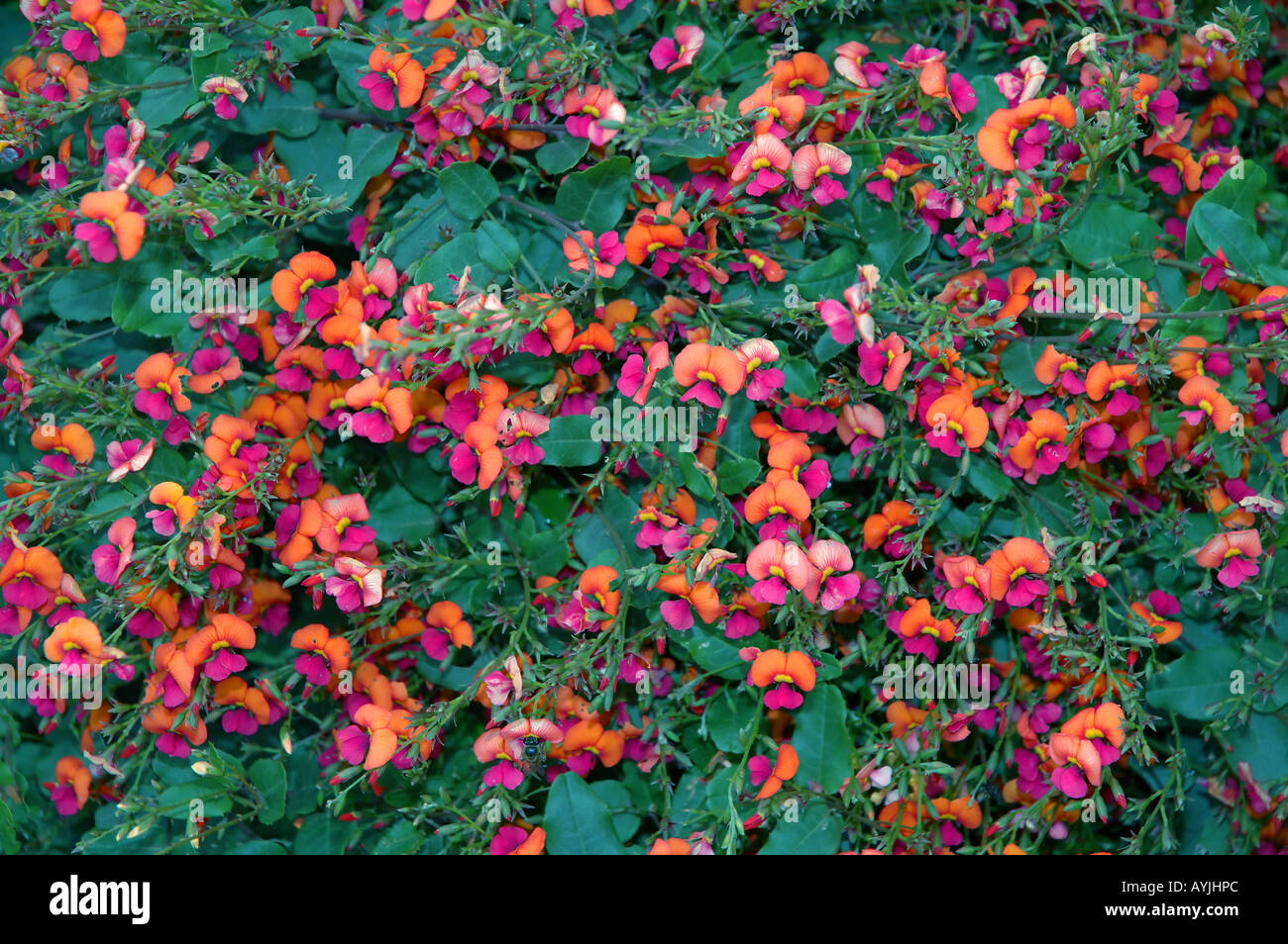Chorizema cordatum or Heart leaf flame pea endemic to southwest Western ...